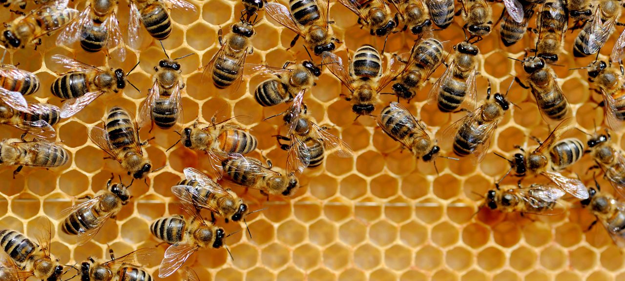 The World Bee Mark© - World Bee Project