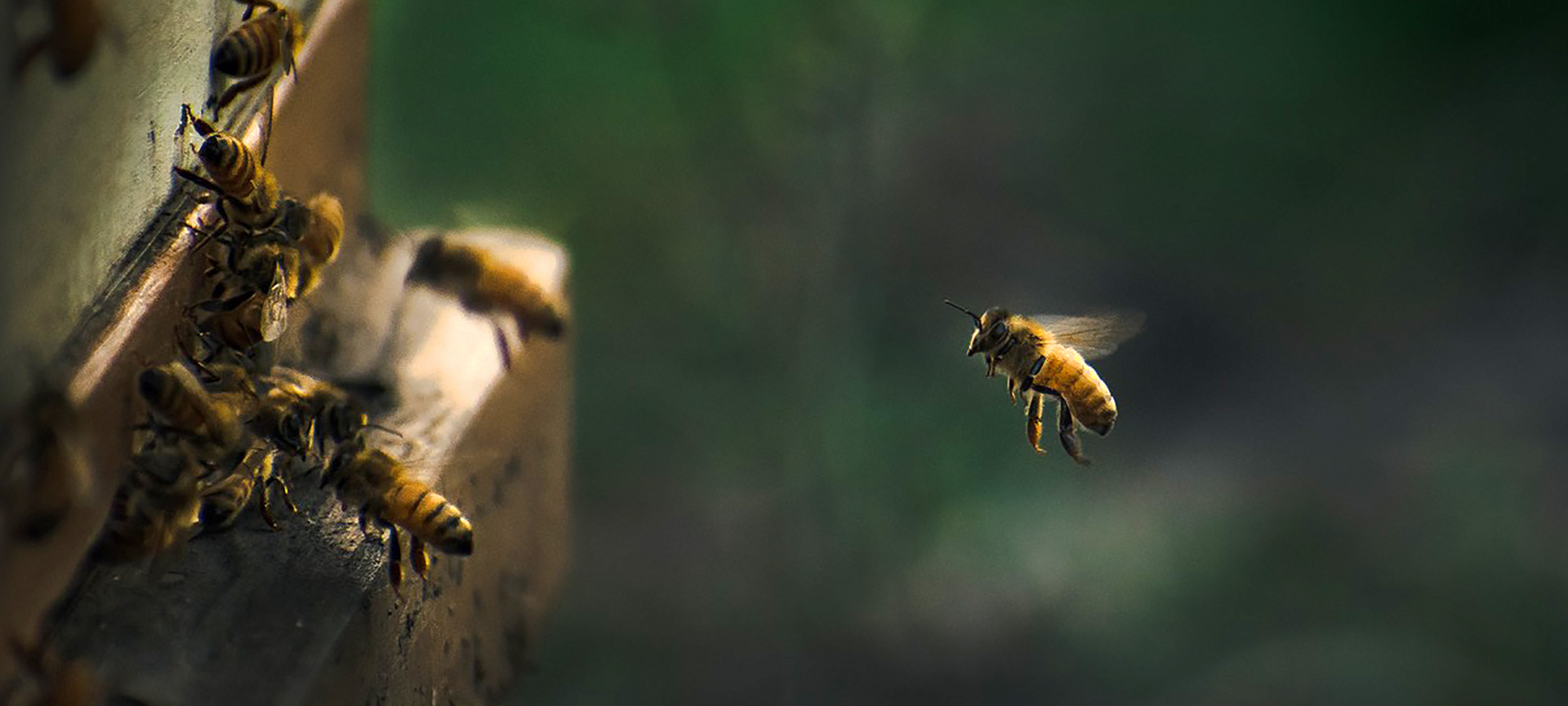 ORACLE AND THE WORLD BEE PROJECT EXPAND PARTNERSHIP FOLLOWING TRIALS ...
