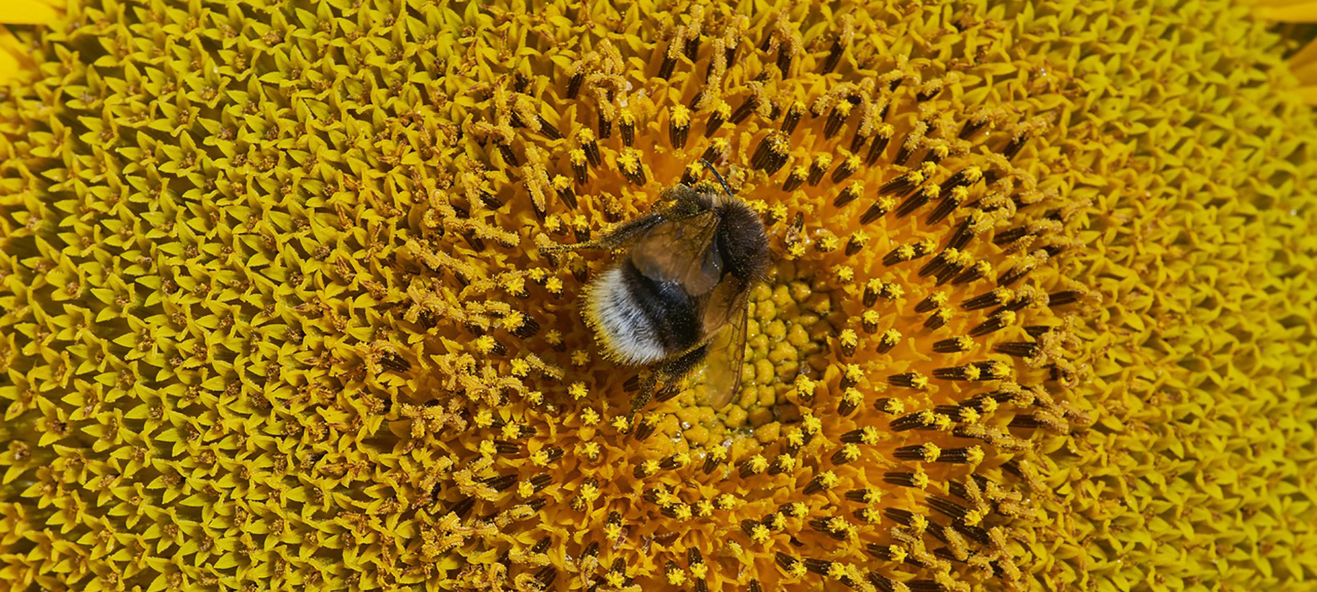 The World Bee Project hive network aims to be the first to track ...