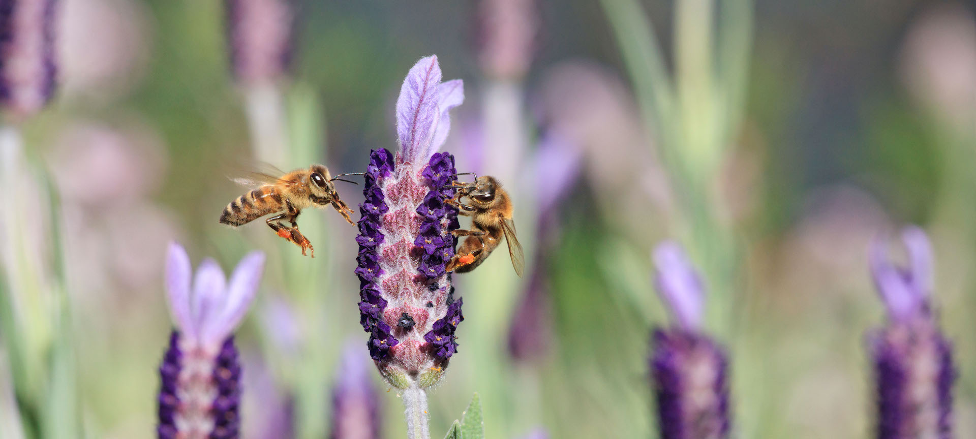 Solving The World Bee Crisis With Oracle Analytics World Bee Project