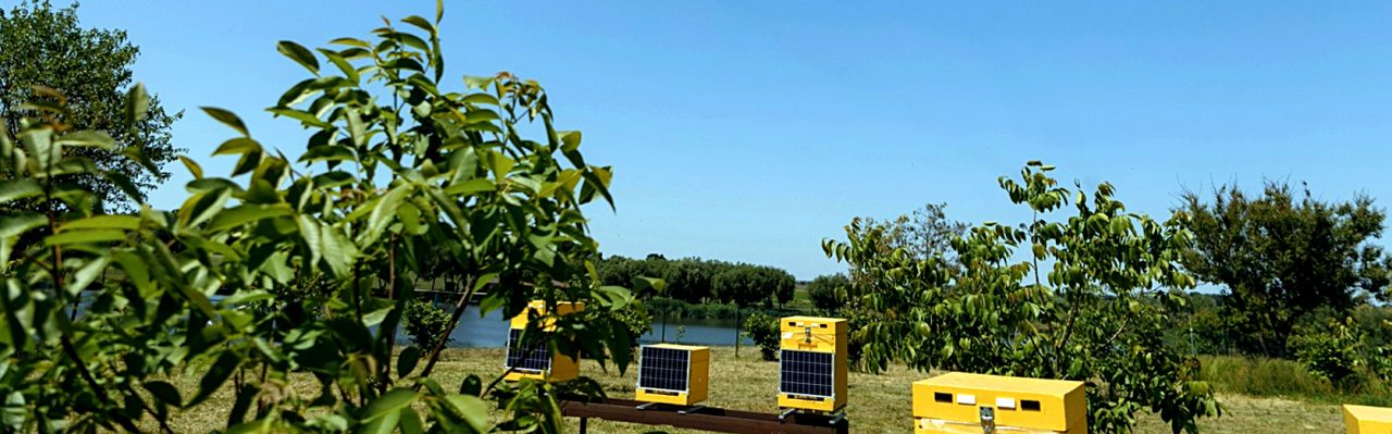 Restoring Beekeeping & Pollination, Ukraine - World Bee Project