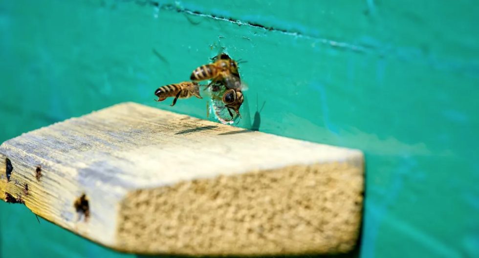 Training bees to detect bombs - World Bee Project