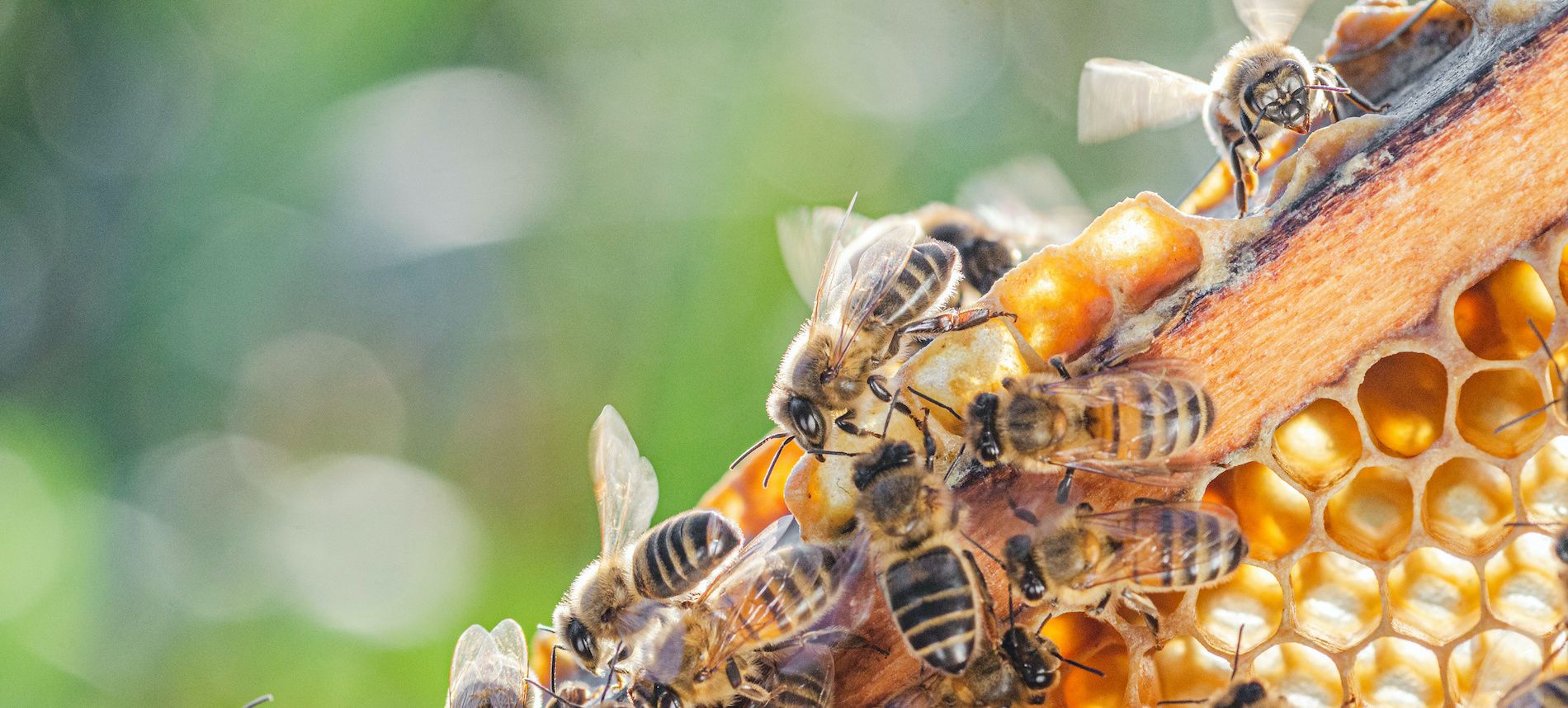 World Bee Project Journal© - World Bee Project