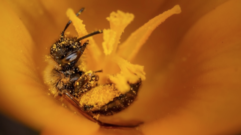 Home - World Bee Project