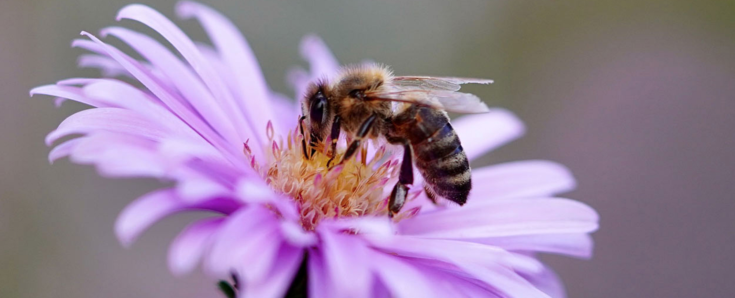 How Artificial Intelligence, IoT And Big Data Can Save The Bees - World ...