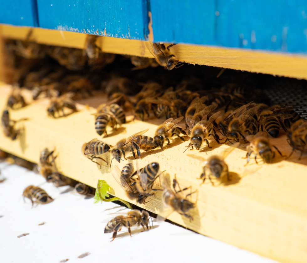 Wild Honeybees in Europe Are Officially Endangered - World Bee Project