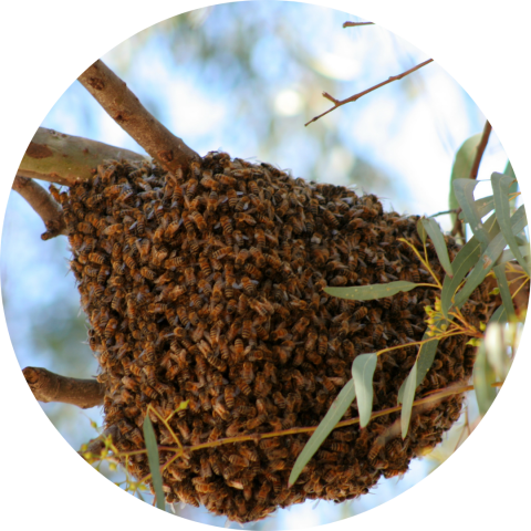 Wild Honeybees in Europe Are Officially Endangered - World Bee Project