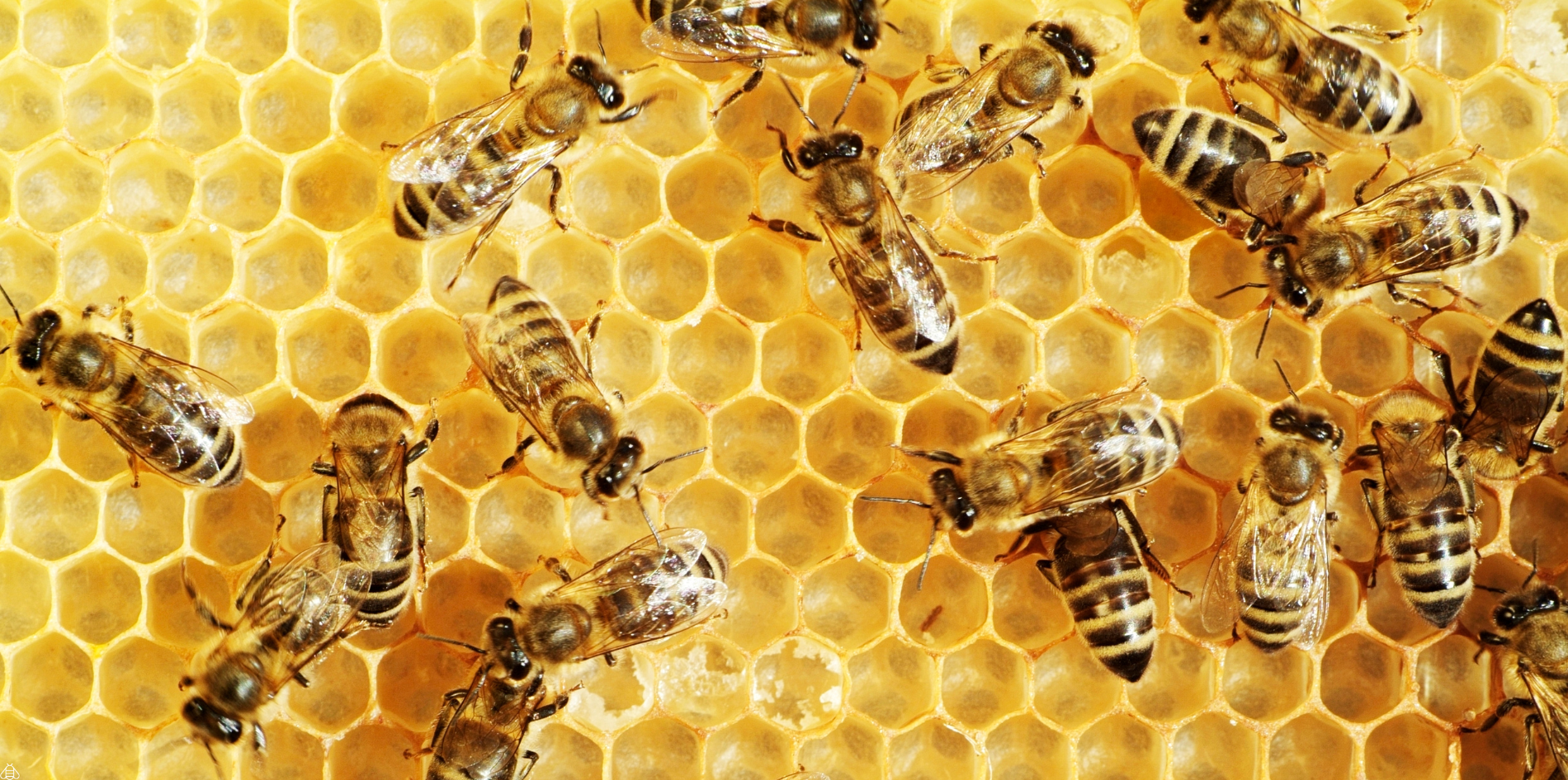 Why Female Bees Do All The Work - World Bee Project
